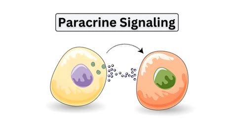 Paracrine Signaling The Basics Of Local Cell Communication Irm Hospital