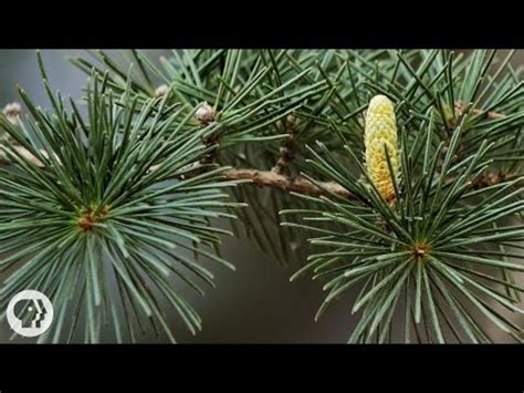 The Sex Lives Of Christmas Trees Instructional Video For 9th 12th Grade Lesson Planet