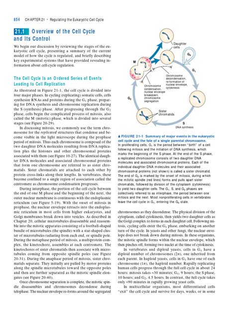 Lodish Molecular Cell Biology 5th Ed Removed Pdf Cell Cycle Mitosis