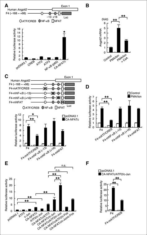 Nfatc Atf2 And C Jun Induce Angptl2 Expression A Top Schematic Download Scientific Diagram