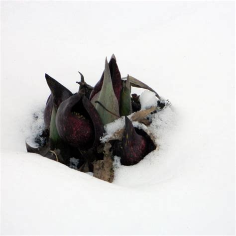 Protogynous And Thermogenic I By Pauldlorentz On Deviantart