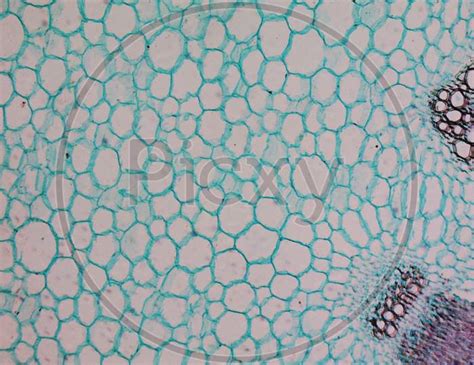 Image Of Heliansthus Stem Micrograph Aj337766 Picxy