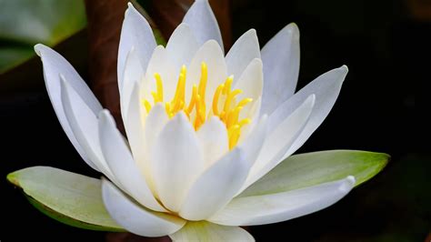 Wordpress で Tailwind Css を使う方法