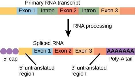 Chapter 16 Transcription And RNA Processing Introductory Biology I