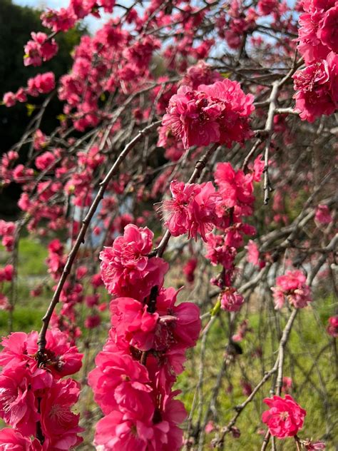 ウチのハナモモちゃん！ 満開 アラ還を楽しむ！ ダイエットのこと～身体のこと～日常のこと～趣味のこと