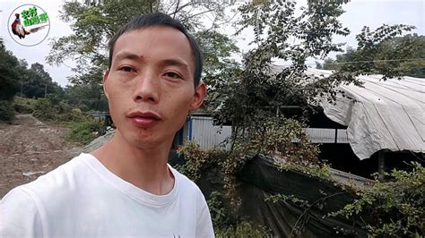新手农村圈1000只七彩山鸡要多大场地这样养殖效益才更高 三农 农民生活 好看视频