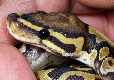 Ghost Ball Python