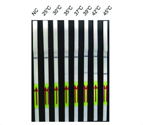 Optimisation Of The Amplification Temperature Of The Lfd Rpa Assay