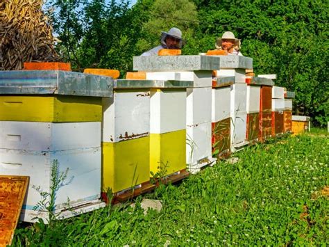 How To Set Up An Apiary Bee Yard Carolina Honeybees