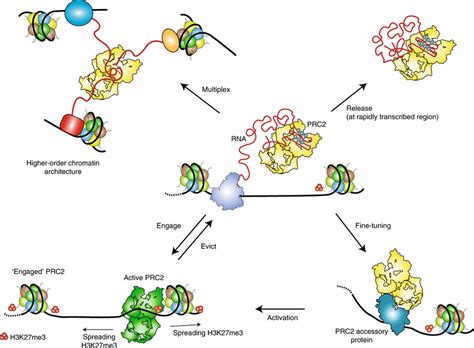 A Molecular Scheme Of Rna Regulation Of Prc2 Activity Center