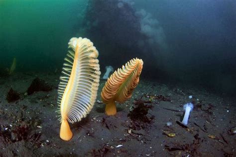 8 Photos That Help Explain What Sea Pens Are