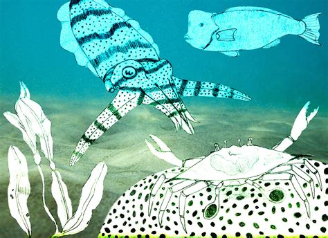 Cuttlefish Hypnosis On Behance