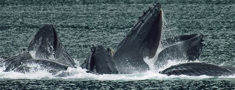 Quick Setup For Spring Cloud Data Flow With Docker Compose E4developer