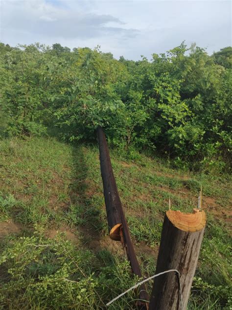 Lekompo Singer And Producer Dr Nel Found Murdered Tzaneen Voice