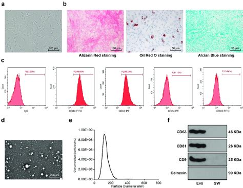 Identification Of Bmsc Ev A Morphological Observation Of Bmscs Under