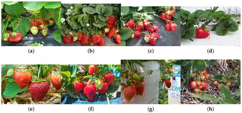 Sensors Free Full Text Deepfruits A Fruit Detection System Using