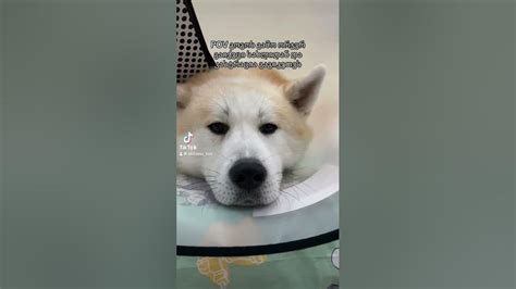 შოკი Youtube