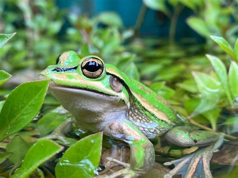 Native Frog Develops Natural Resistance To Deadly Chytrid Fungus