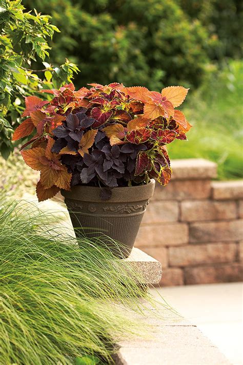 Coleus Plant Knowdrive