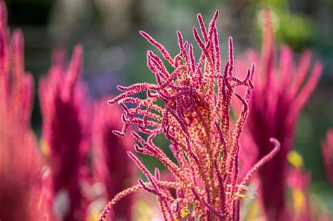 격리 된 인도 빨간색과 녹색 자줏빛 식물 밝은 녹색 Bokeh 배경 흐리게 피 필드에 태양에 의해 점화 잎 야채 시리얼 및 관