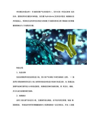 单克隆抗体的制备过程