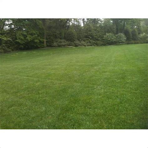 Soft Lawn Grass At Best Price In Pune Maharashtra Trimurti Lawn