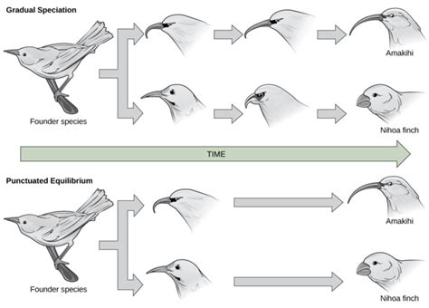 evolution speciation
