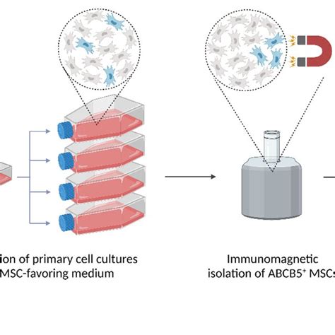 Schematic Representation Of Microscopic Organization Of Cytoskeleton Of Download Scientific