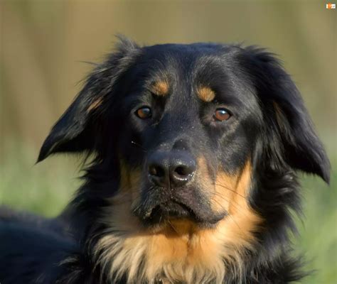 Are Hovawarts Good Guard Dogs