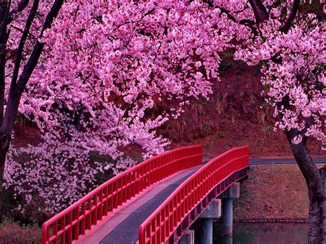 Pink Tree Wallpapers Top Free Pink Tree Backgrounds Wallpaperaccess