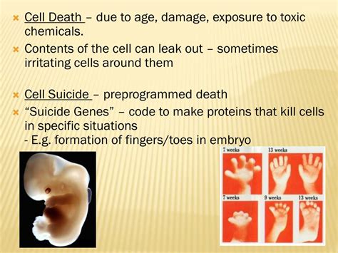 Ppt Cell Cycle Mutations And Cancer Powerpoint Presentation Free Download Id 2474211