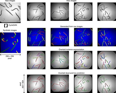 Celegans Viability Segmentation An Example Cut Out Of A Raw Image Used Download Scientific
