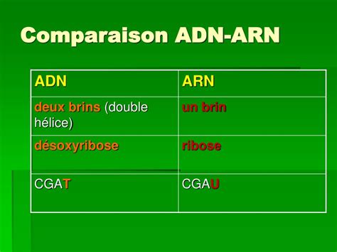 Ppt La Structure De Ladn Powerpoint Presentation Free Download Id