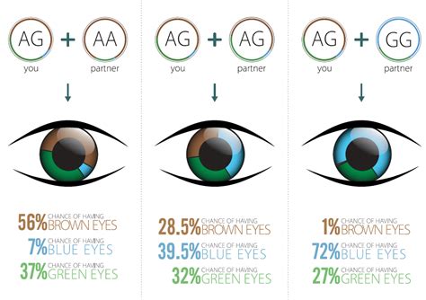 Analyzing Eye Color Genetics Chart And What You Need To Know Eye