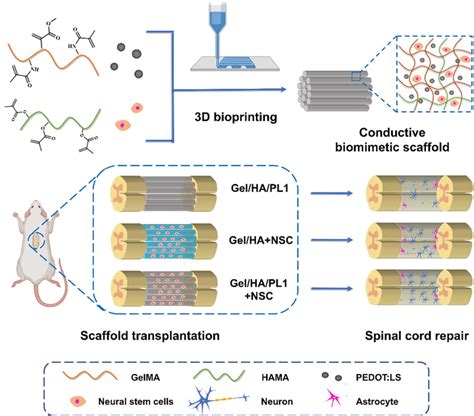 《chem Eng J》：3d打印导电脊髓仿生支架 促进神经干细胞神经元分化和脊髓修复 知乎