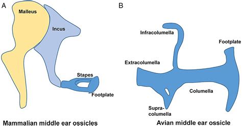 Middle Ear Ossicles