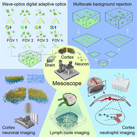 Long Term Mesoscale Imaging Of 3d Intercellular Dynamics Across A Mammalian Organ Cell