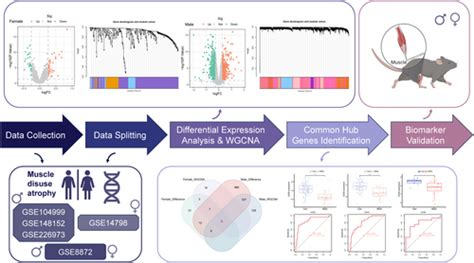 Co‐expression Transcriptomic Profiling Identifies Sex‐universal