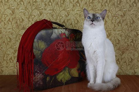 丁香龟巴厘岛猫高清图片下载 正版图片320965860 摄图网