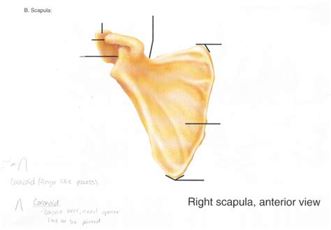 Right Scapula Anterior View Diagram Quizlet
