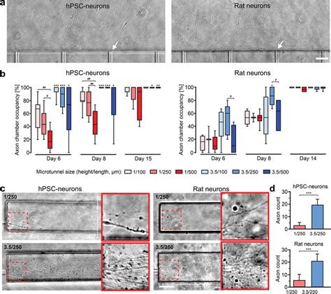 Axon Extension And Compartmentalization Via Microtunnels In The