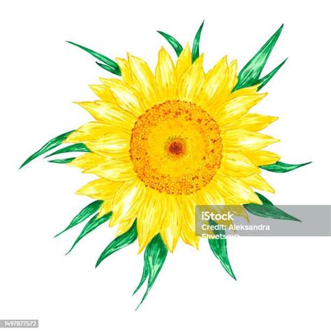 손으로 그린 수채화 노란 해바라기는 하얀 배경에 분리되어 있다 인쇄물 엽서 포스터 책 장식 및 기타 인쇄물에 사용할 수 있습니다 0명에 대한 스톡 벡터 아트 및 기타 이미지
