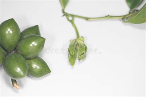 Structure Of Flowers Fruits And Seeds In Laboratory Stock Image