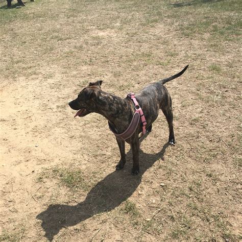 Weldon Nc Directions At Leona Freedman Blog