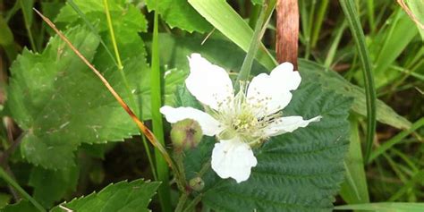 Wild Raspberry Plants