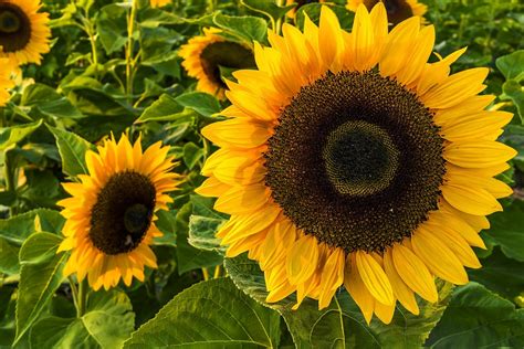 Grow Sunflower In Summer