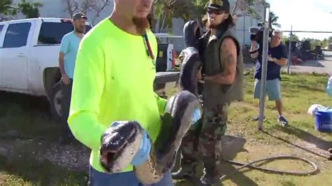 Watch 17 Foot Python Largest Caught In Florida Program