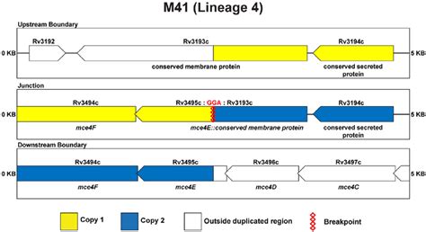 Schematic Of Duplication Boundaries And Junctions For M41 Genes Within