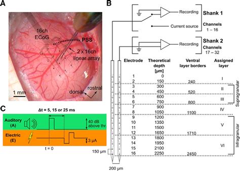 Intracortical Microstimulation Modulates Cortical Induced Responses