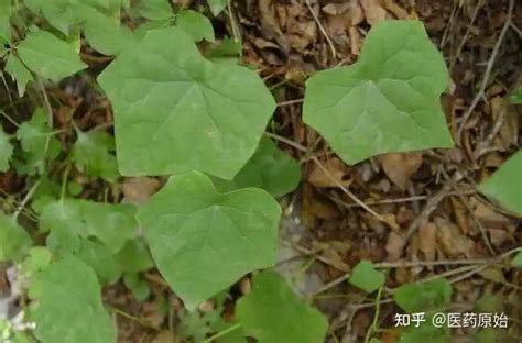 带你识别北豆根 知乎